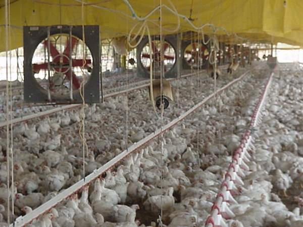 Our history - Bachoco Corporate